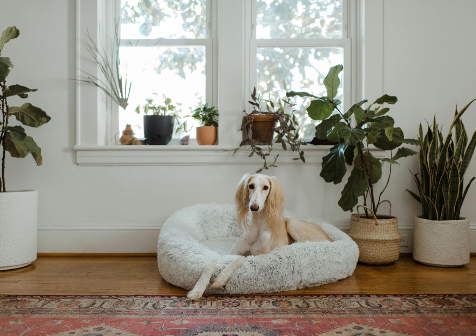Barkitecture Designs Pet-Friendly Spaces for Dogs